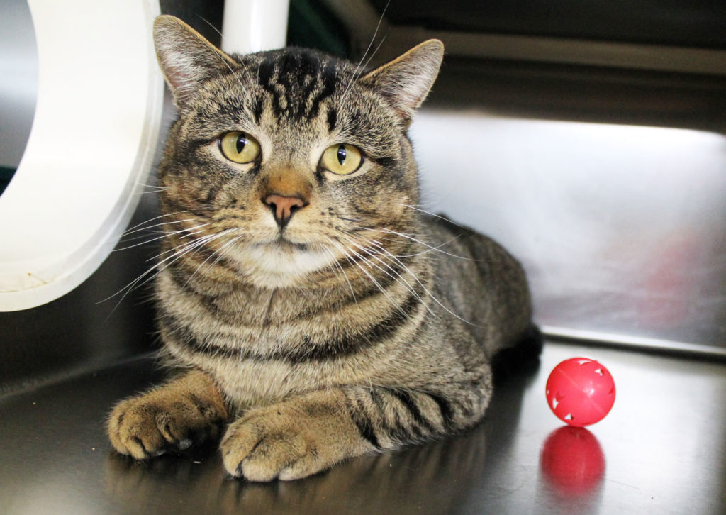 I Lost My Cat - MCPAWS Regional Animal Shelter