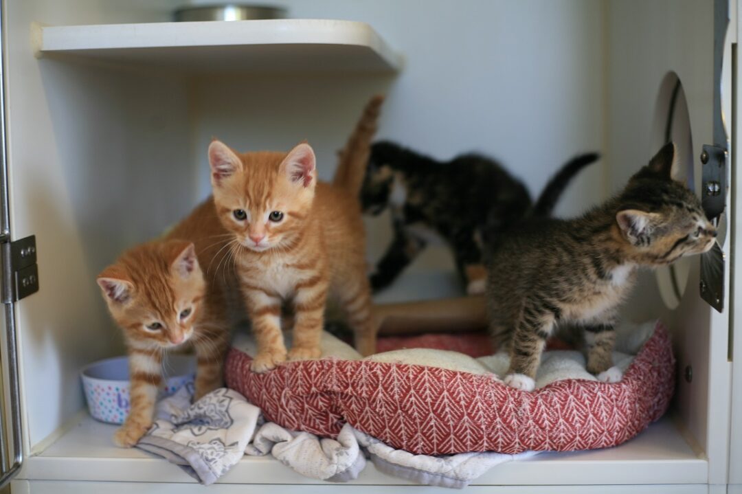 Adopt A Cat - MCPAWS Regional Animal Shelter