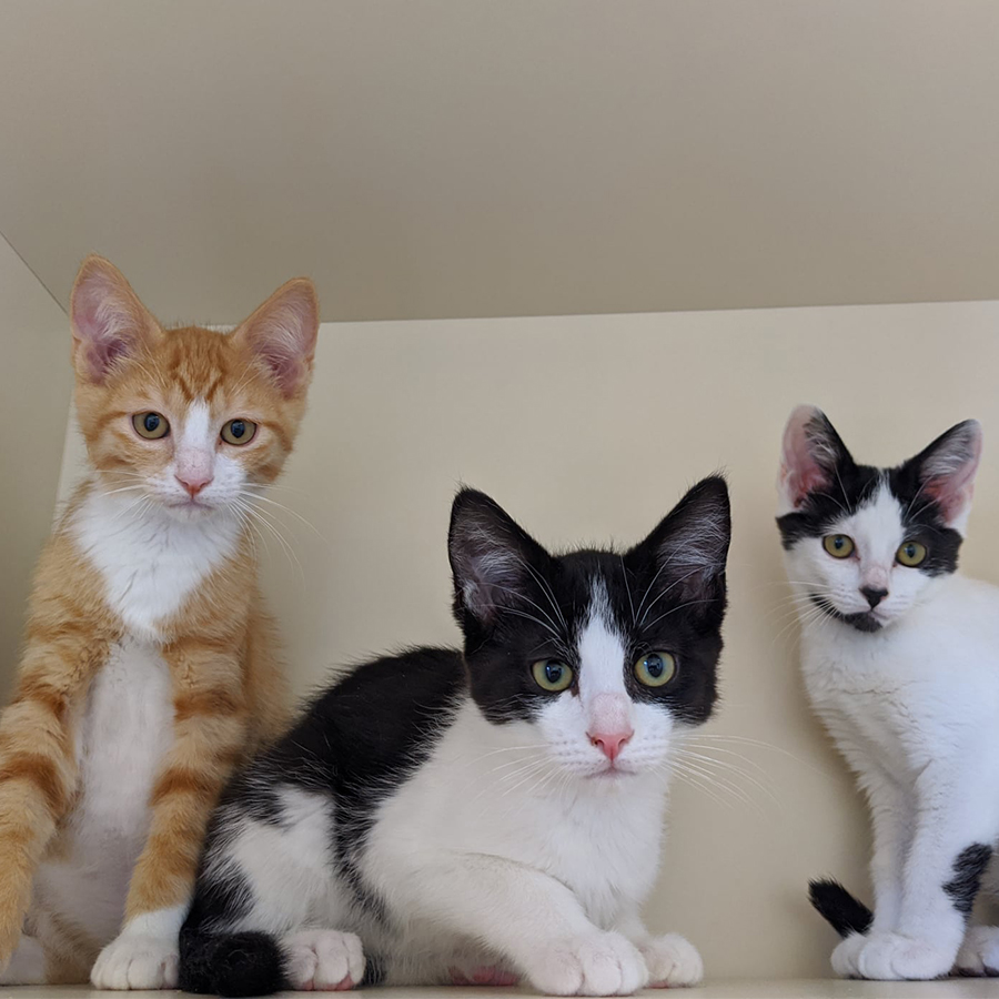 Meet the Team - MCPAWS Regional Animal Shelter